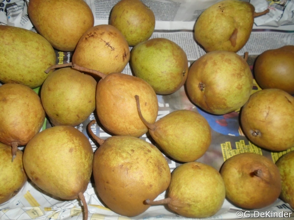 Perenpluk / Peer / Pitfruit / Fruitsoorten / Teeltbeschrijvingen ...