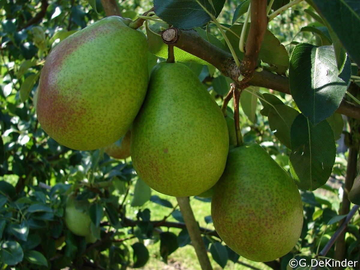Perenpluk / Peer / Pitfruit / Fruitsoorten / Teeltbeschrijvingen ...