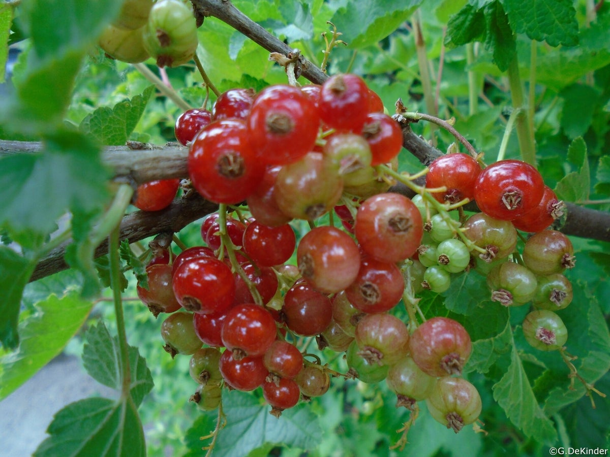 Aalbes rood / Ribes (trosbes, kruisbes) / Kleinfruit / Fruitsoorten ...