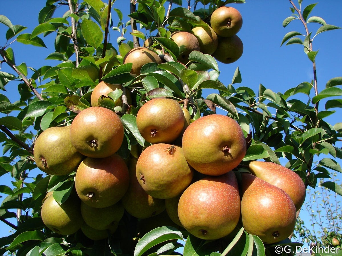 Perenpluk / Peer / Pitfruit / Fruitsoorten / Teeltbeschrijvingen ...