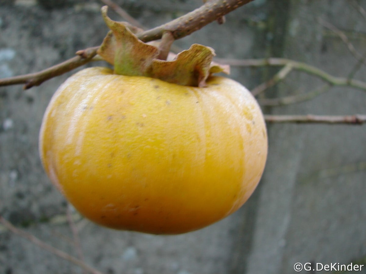 Bijzonder fruit / Fruitsoorten / Teeltbeschrijvingen | fruitabc.be