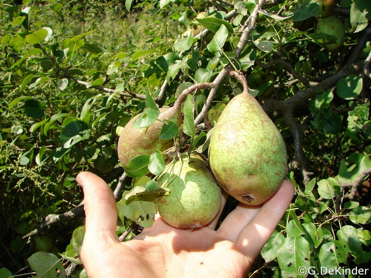 Perenpluk / Peer / Pitfruit / Fruitsoorten / Teeltbeschrijvingen ...
