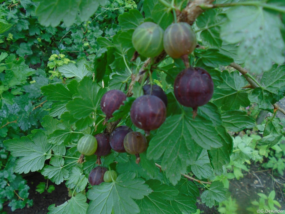 Kruisbes / Ribes (trosbes, kruisbes) / Kleinfruit / Fruitsoorten ...