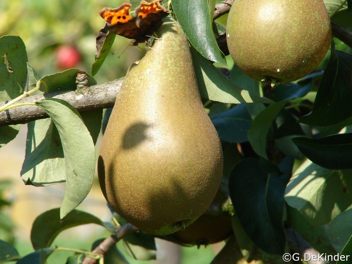 Perenpluk / Peer / Pitfruit / Fruitsoorten / Teeltbeschrijvingen ...
