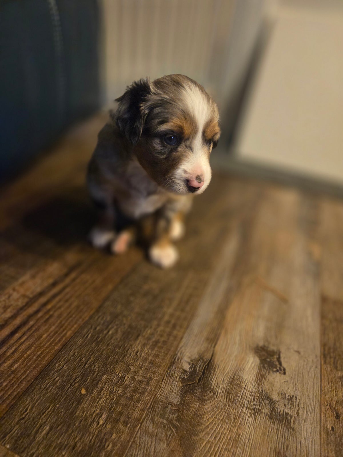 Gallery of Puppies | Salty Aussie Farms LLC