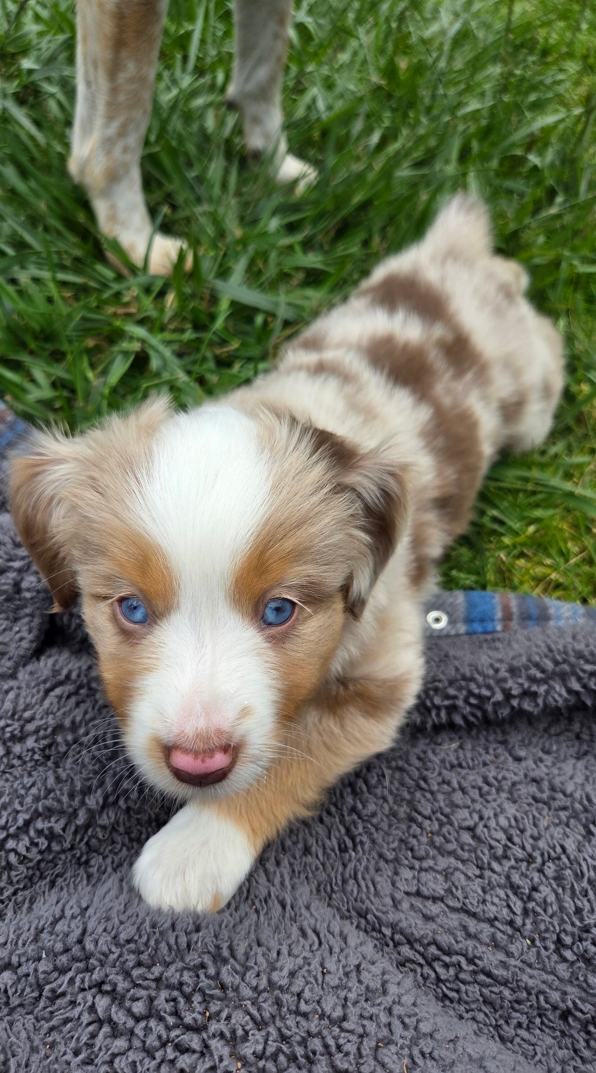 Gallery of Puppies | Salty Aussie Farms LLC