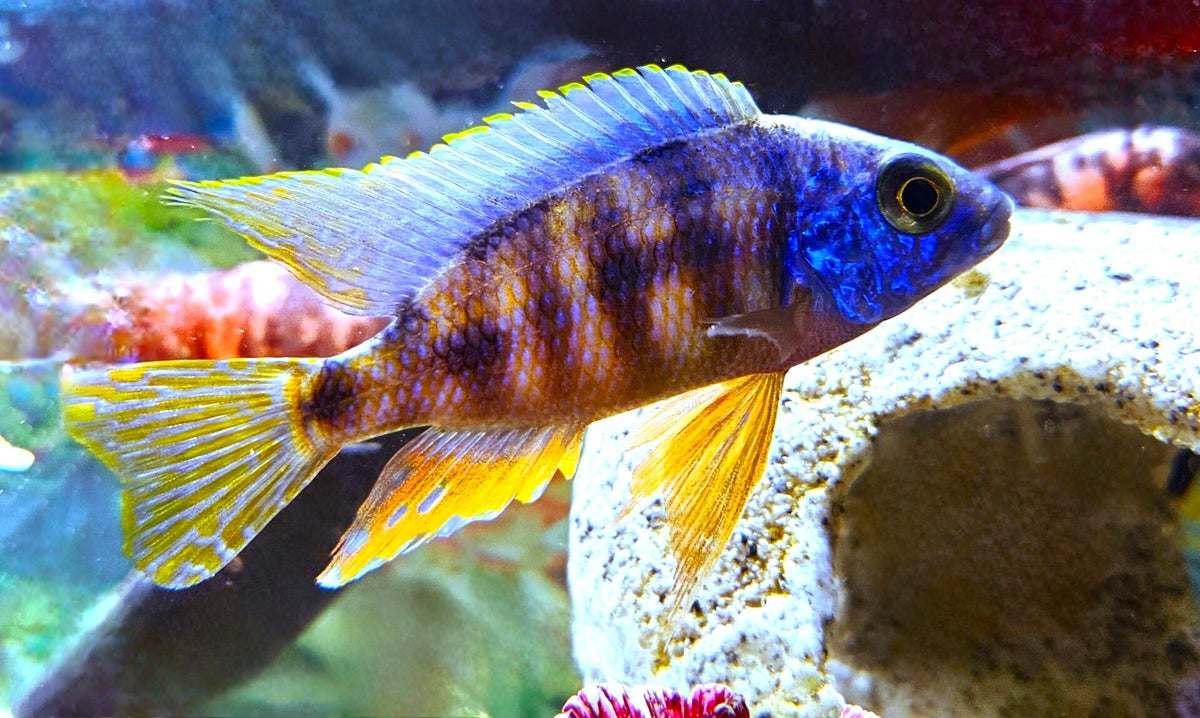 Mystery pack ! 10 assorted haps and peacocks (10) | MALAWI MANIA CICHLIDS