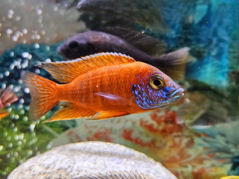 Shop | MALAWI MANIA CICHLIDS