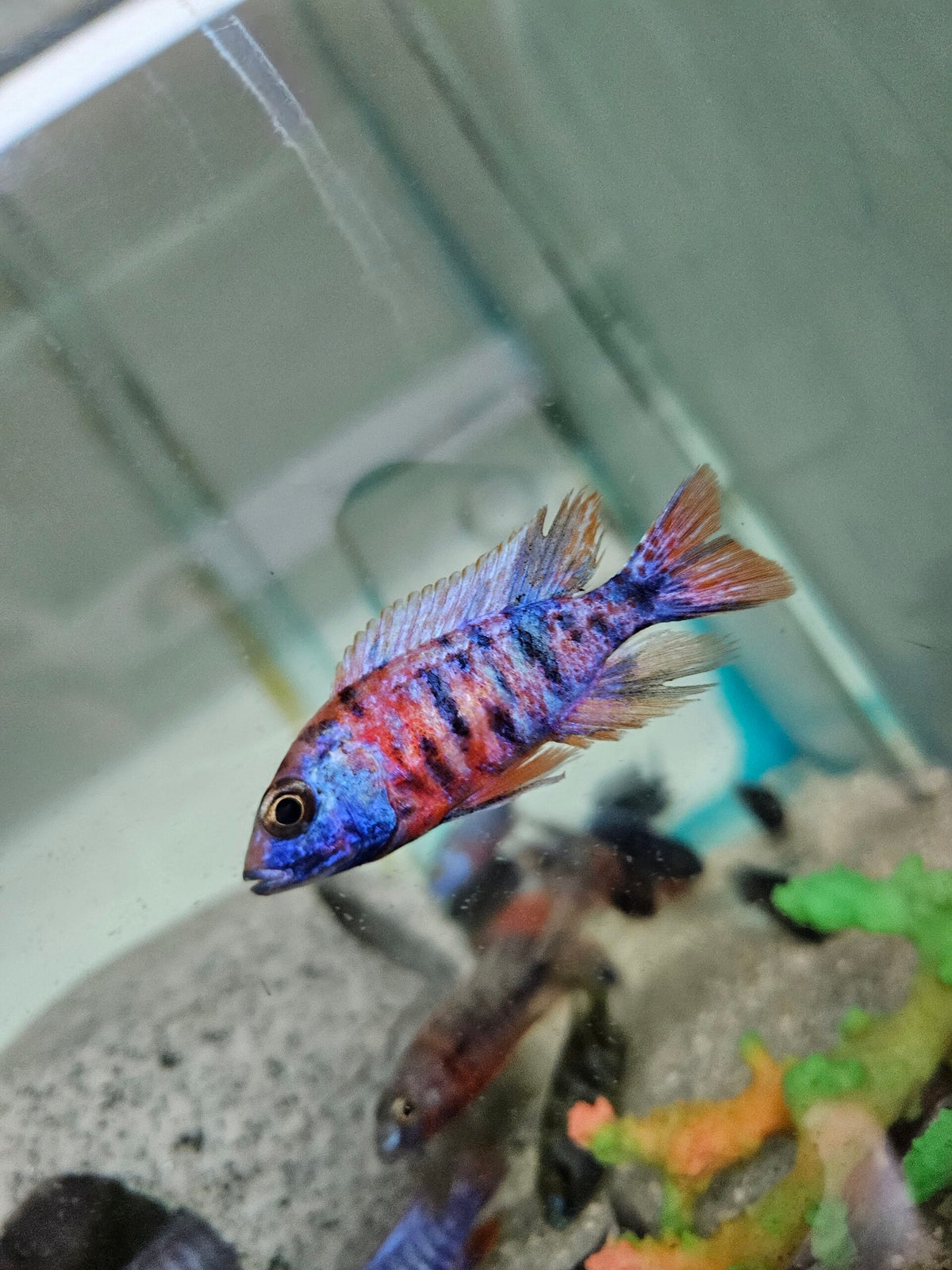 Shop | MALAWI MANIA CICHLIDS