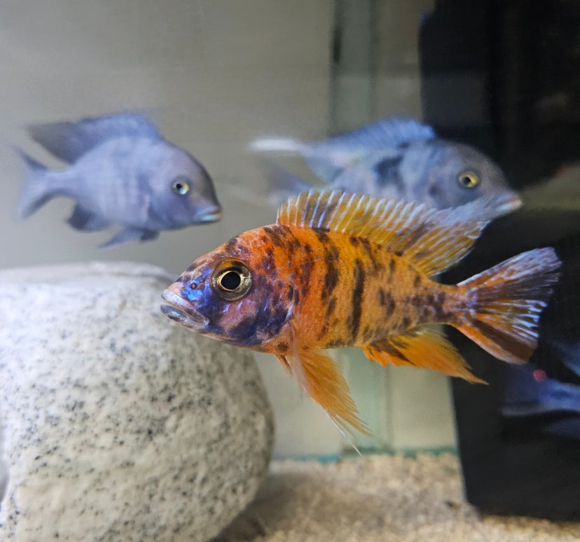 Shop | MALAWI MANIA CICHLIDS