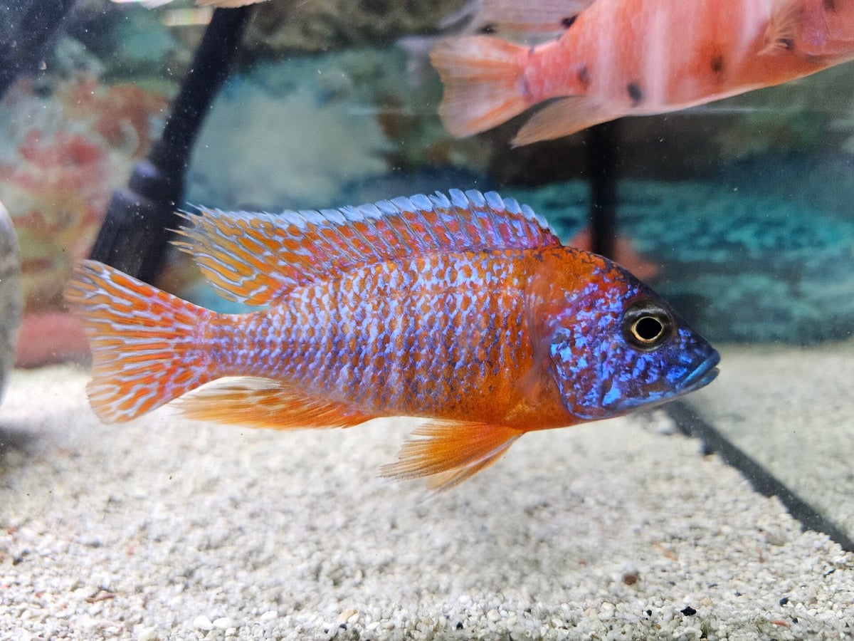 About | MALAWI MANIA CICHLIDS