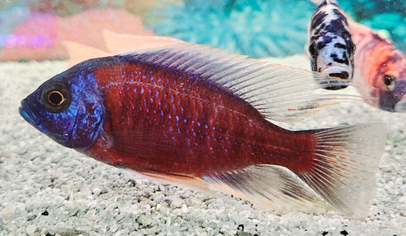 Shop | MALAWI MANIA CICHLIDS