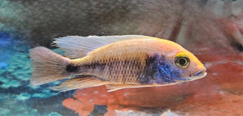 Shop | MALAWI MANIA CICHLIDS