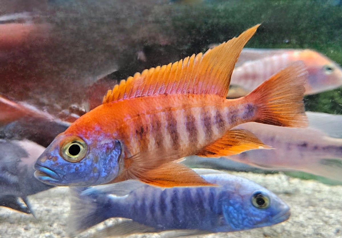 Shop | MALAWI MANIA CICHLIDS