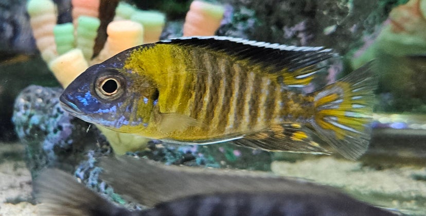 Shop | malawi mania cichlids
