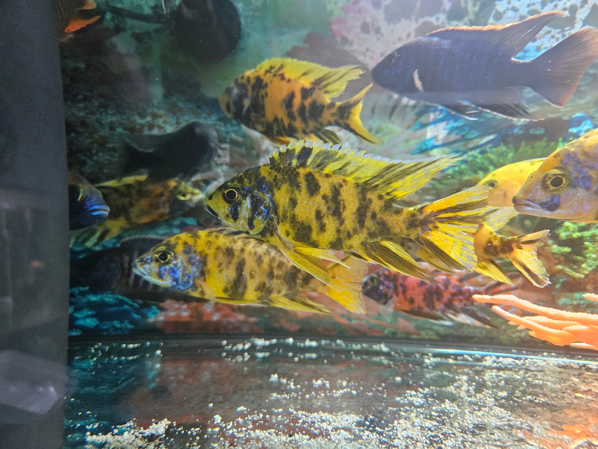 Yellow OB | MALAWI MANIA CICHLIDS