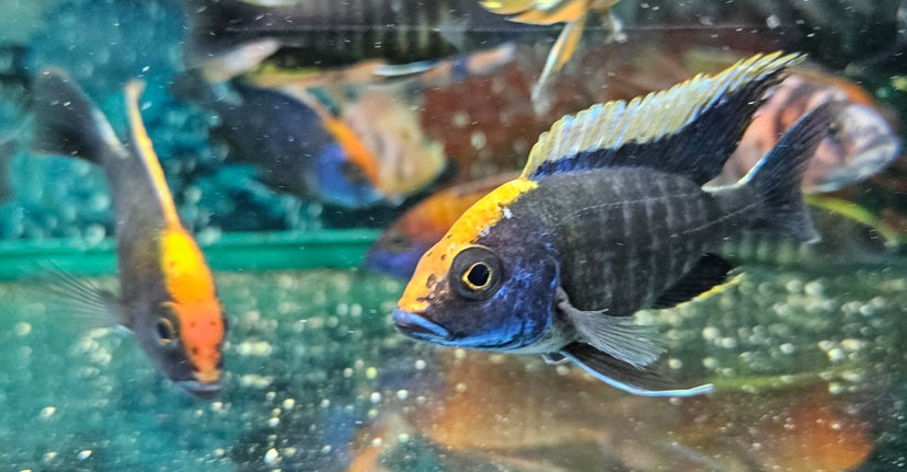 Shop | malawi mania cichlids