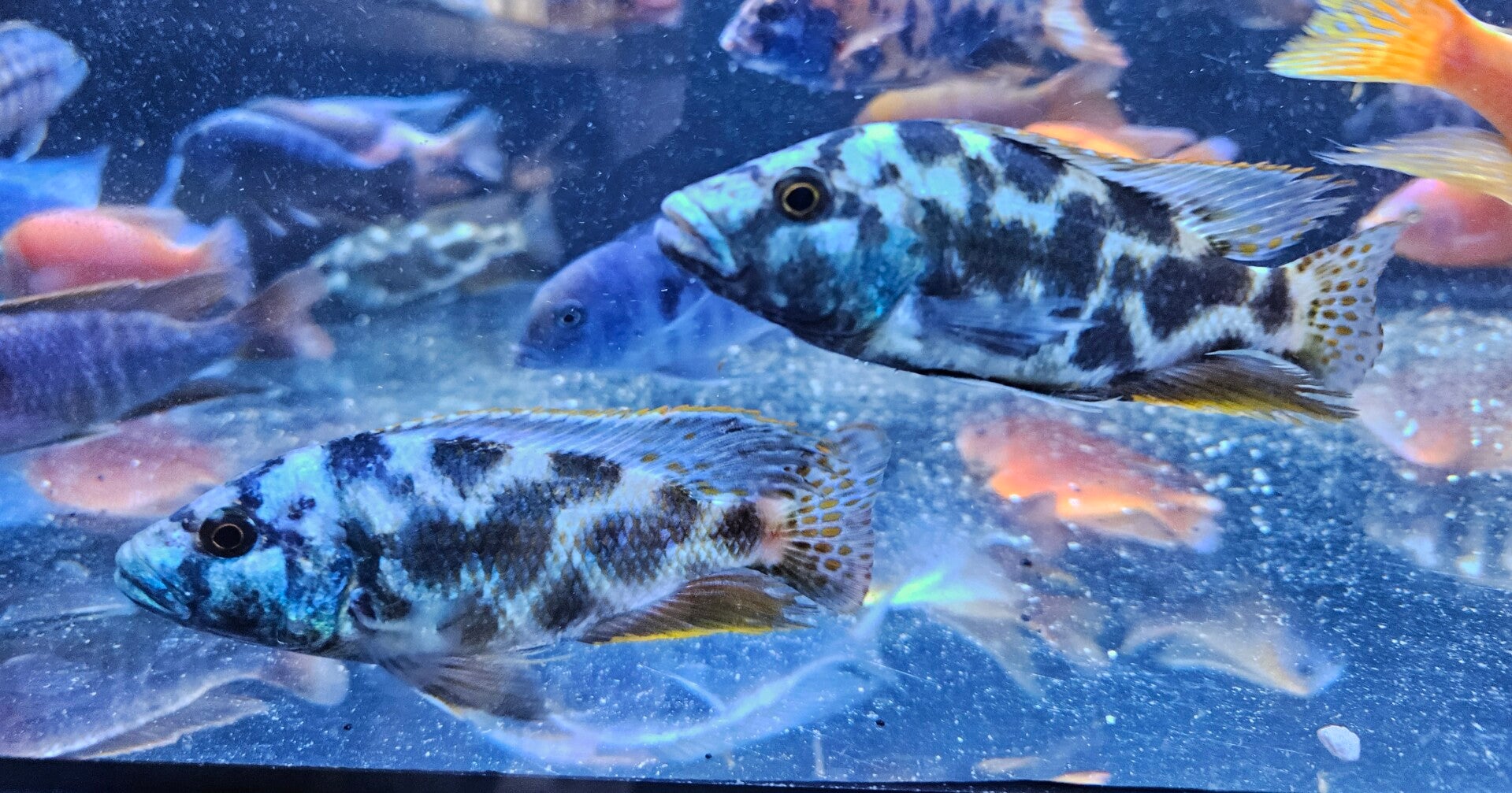 Livingstonii | MALAWI MANIA CICHLIDS