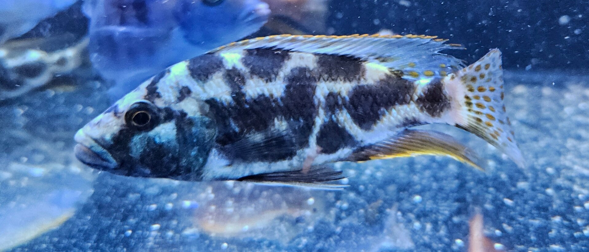 Livingstonii | MALAWI MANIA CICHLIDS
