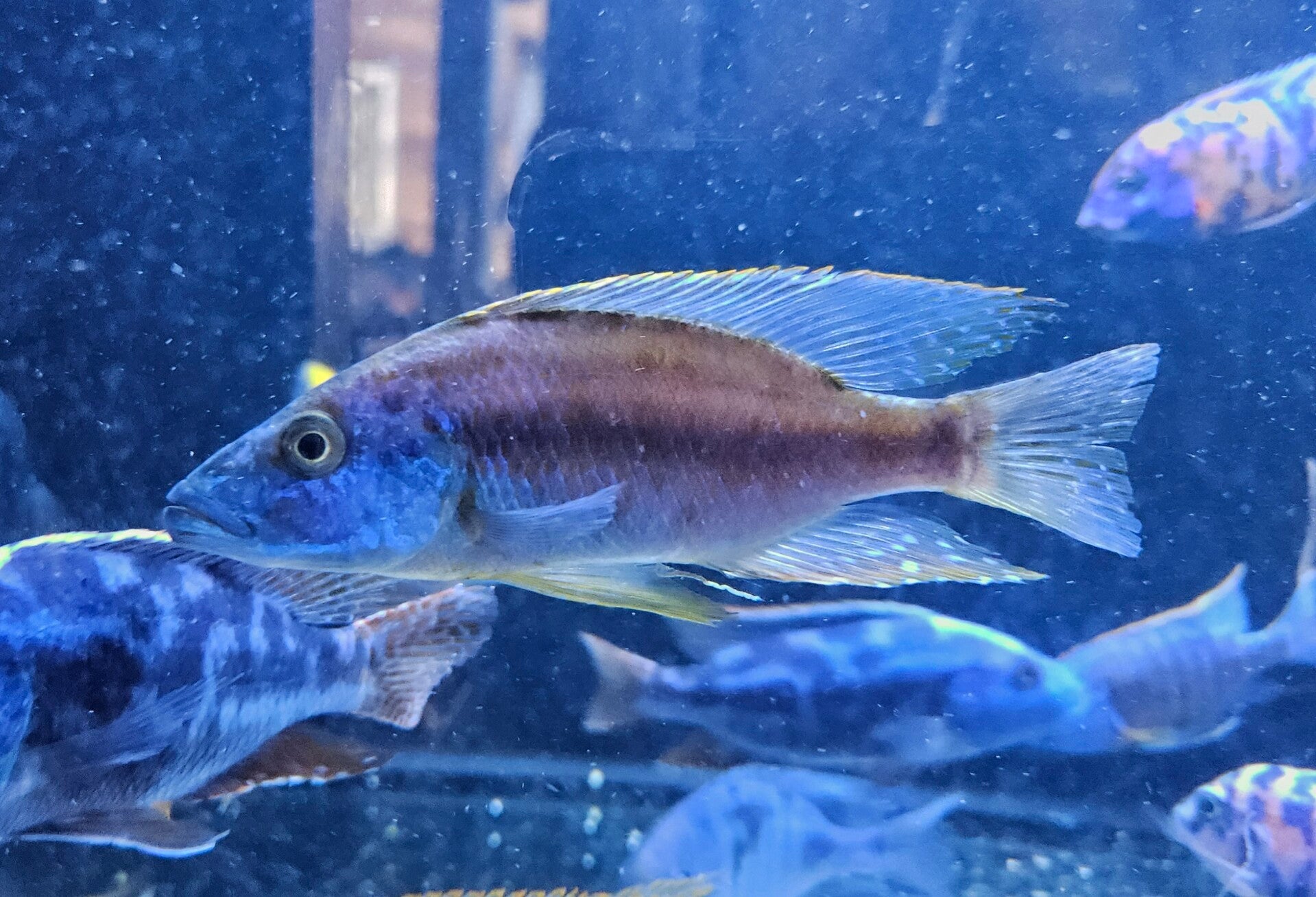 Eye biter | MALAWI MANIA CICHLIDS