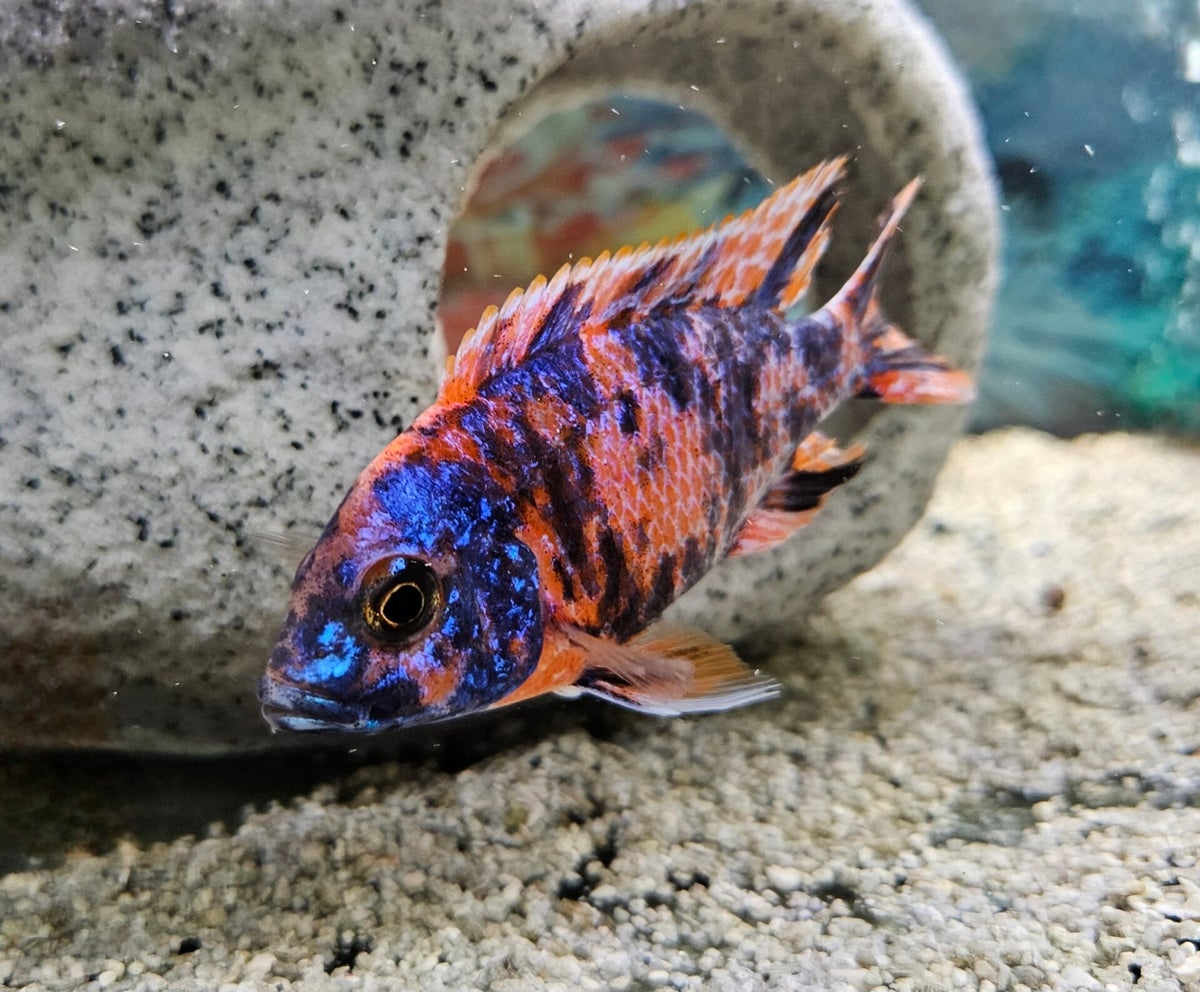 About | MALAWI MANIA CICHLIDS