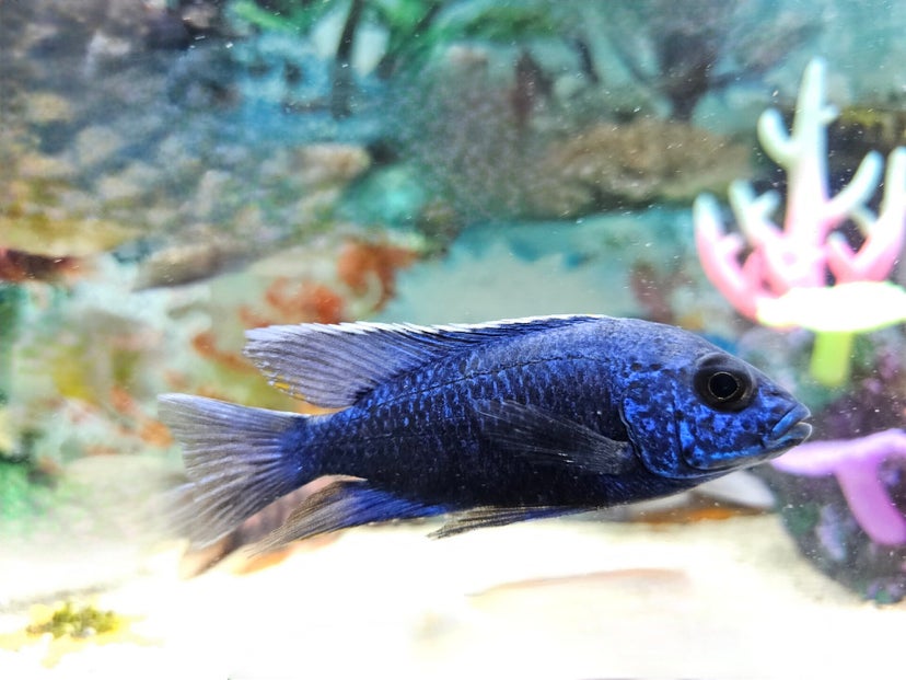 Shop | malawi mania cichlids