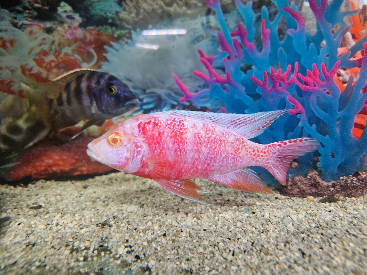 shop | malawi mania cichlids