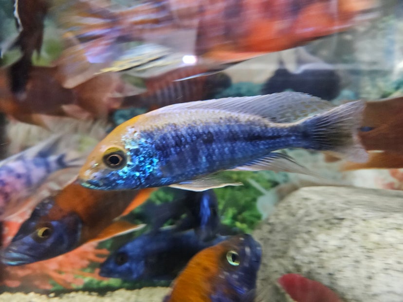 Shop | MALAWI MANIA CICHLIDS