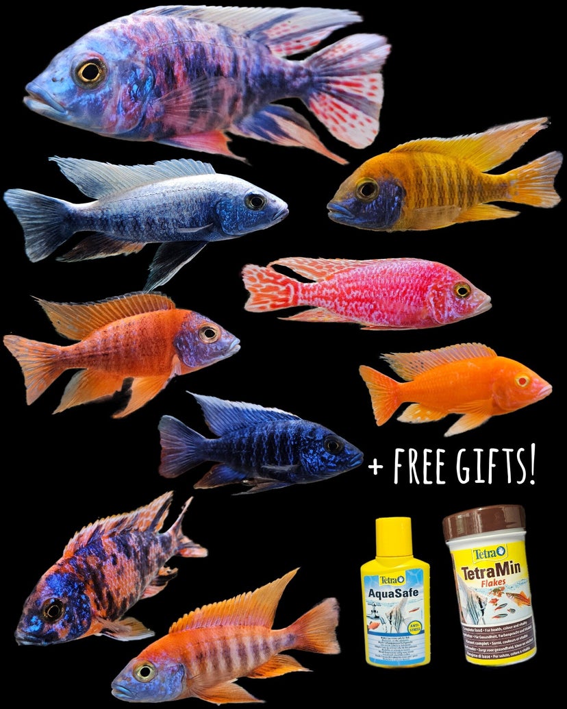 Shop | MALAWI MANIA CICHLIDS