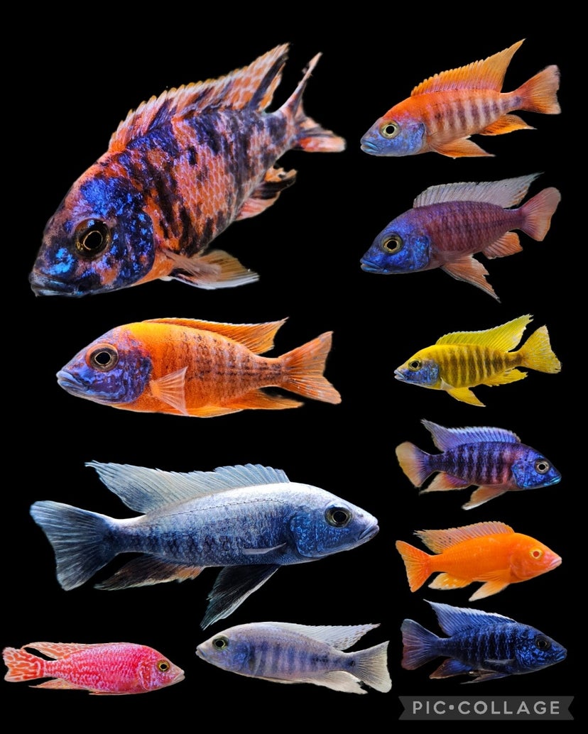 Shop | malawi mania cichlids