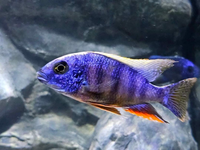 Shop | MALAWI MANIA CICHLIDS