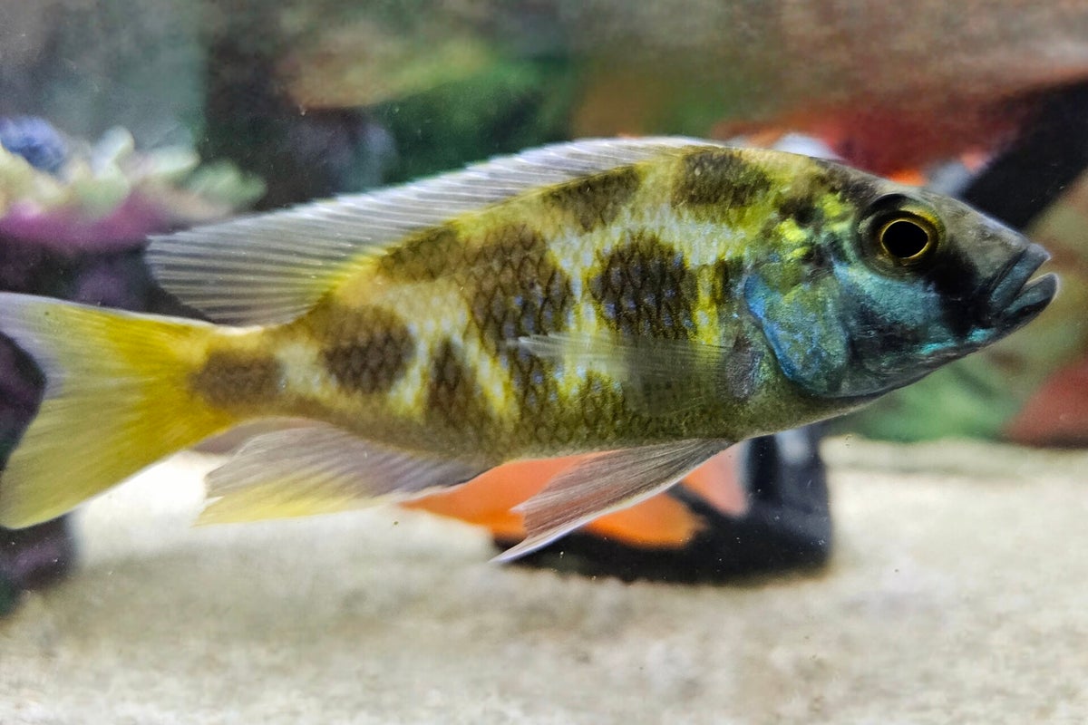 shop | malawi mania cichlids