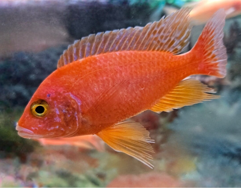 Shop | MALAWI MANIA CICHLIDS