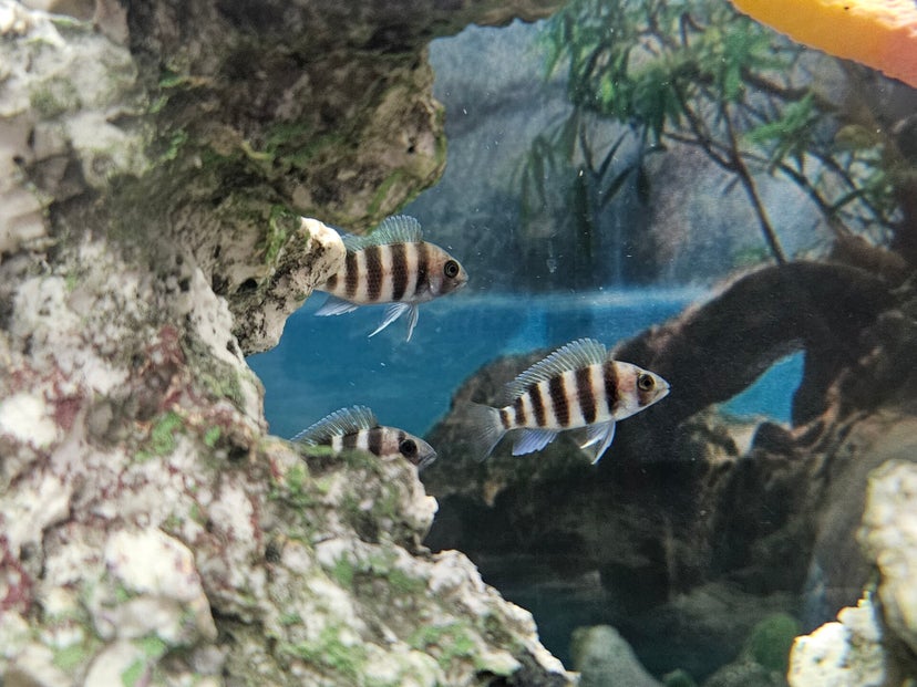 Shop | malawi mania cichlids