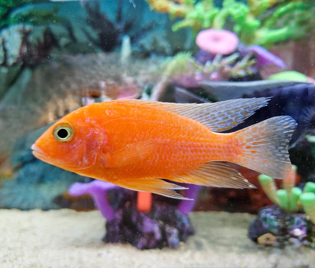 shop | malawi mania cichlids