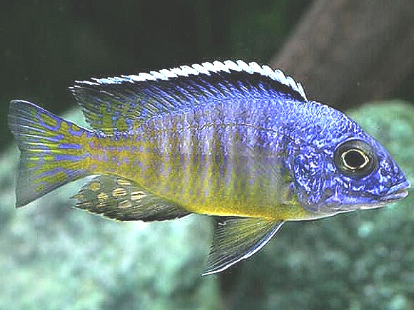 Shop | malawi mania cichlids