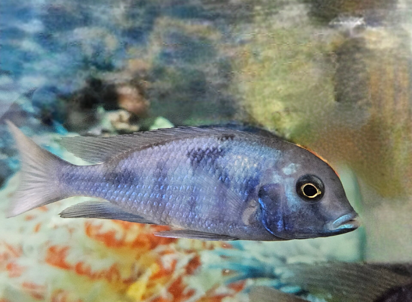 Shop | malawi mania cichlids