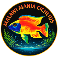 MALAWI MANIA CICHLIDS
