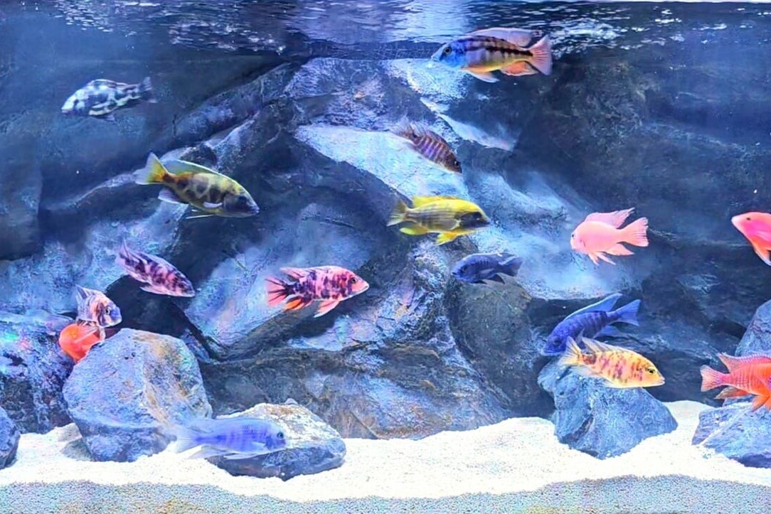 MALAWI MANIA CICHLIDS