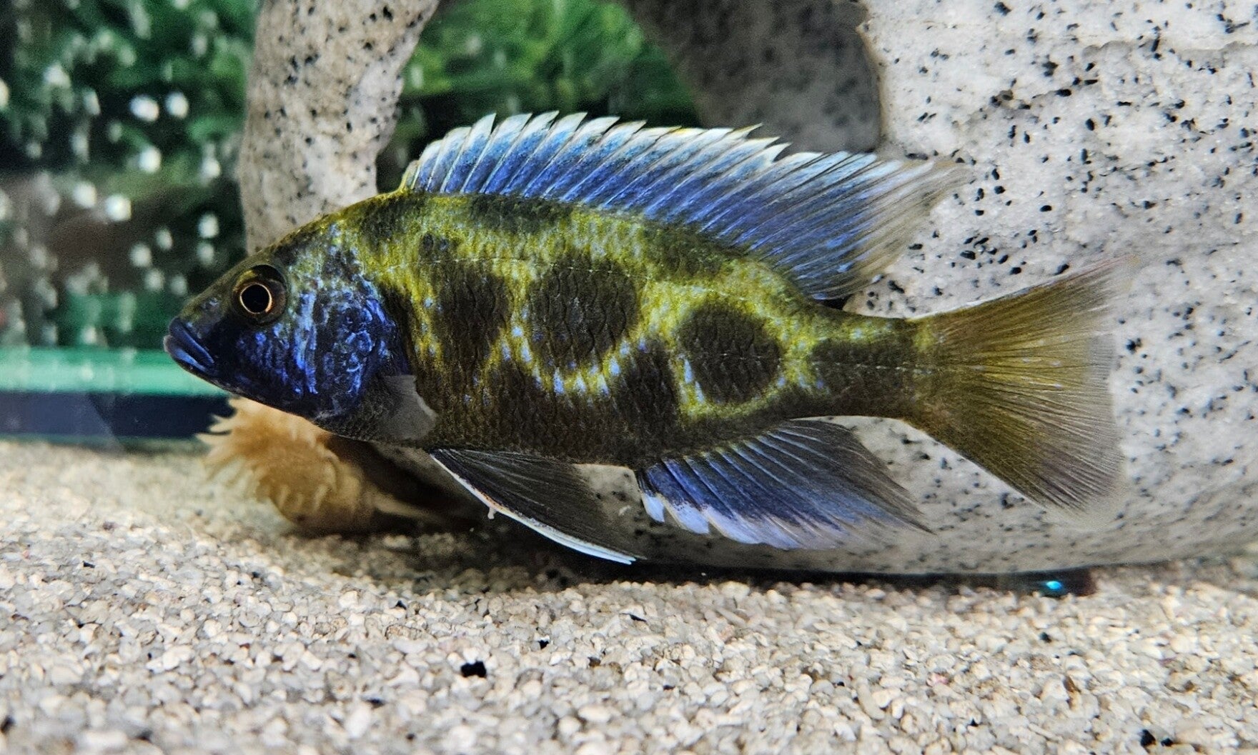 Nimbochromis Venustus (Giraffe cichlid) | MALAWI MANIA CICHLIDS