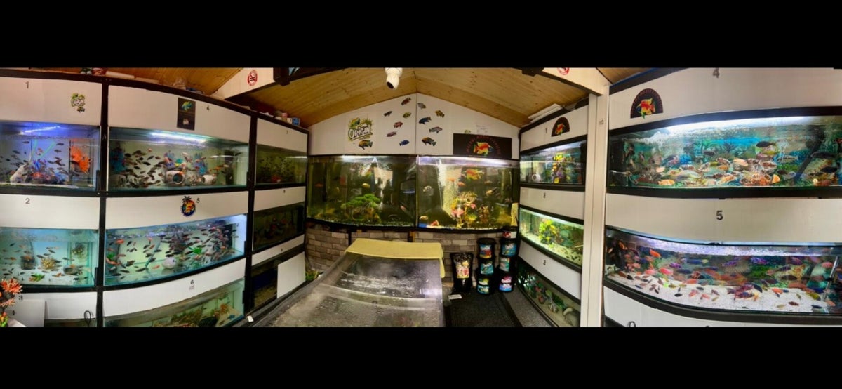 Exclusive Offers | MALAWI MANIA CICHLIDS