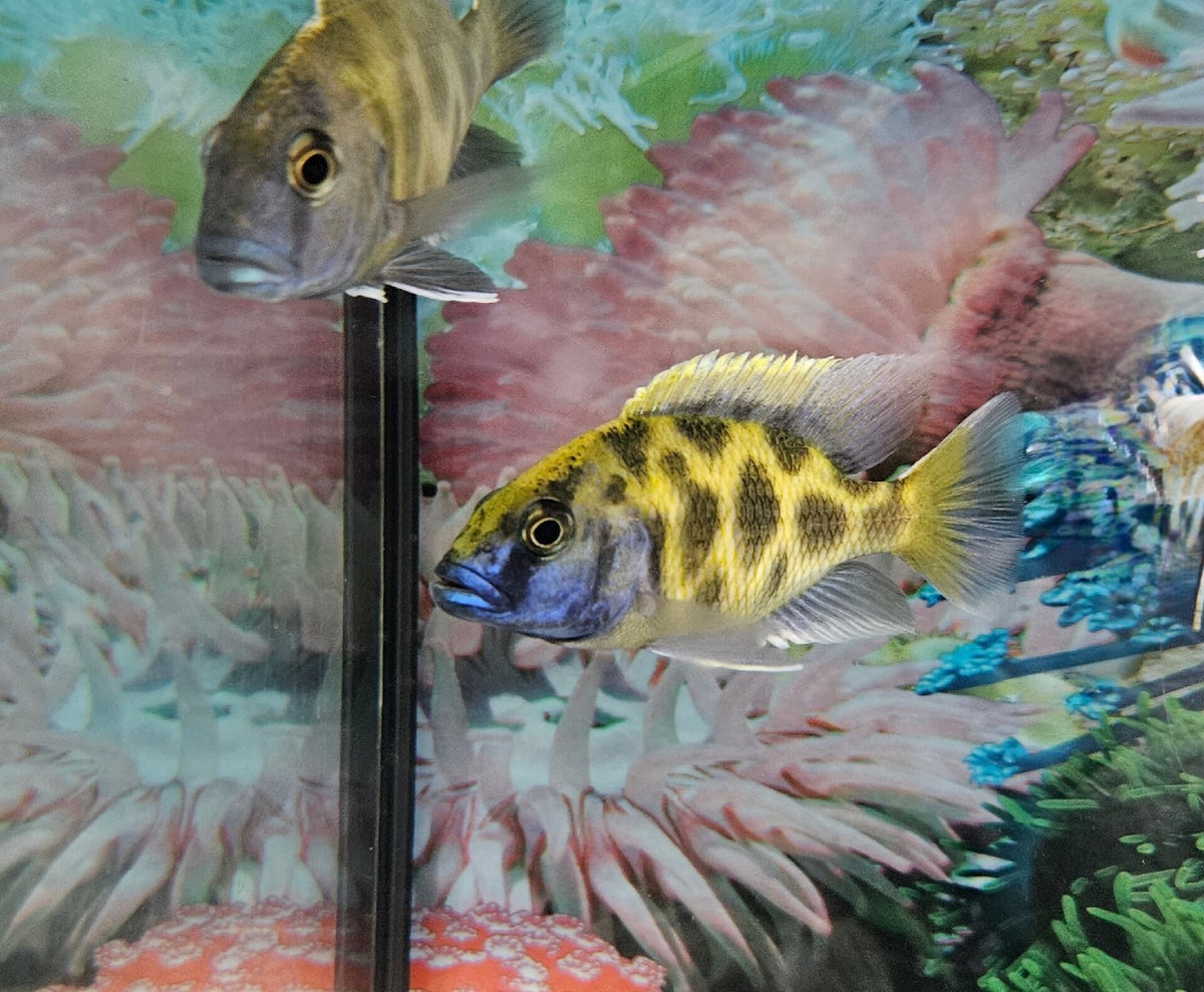 shop | malawi mania cichlids
