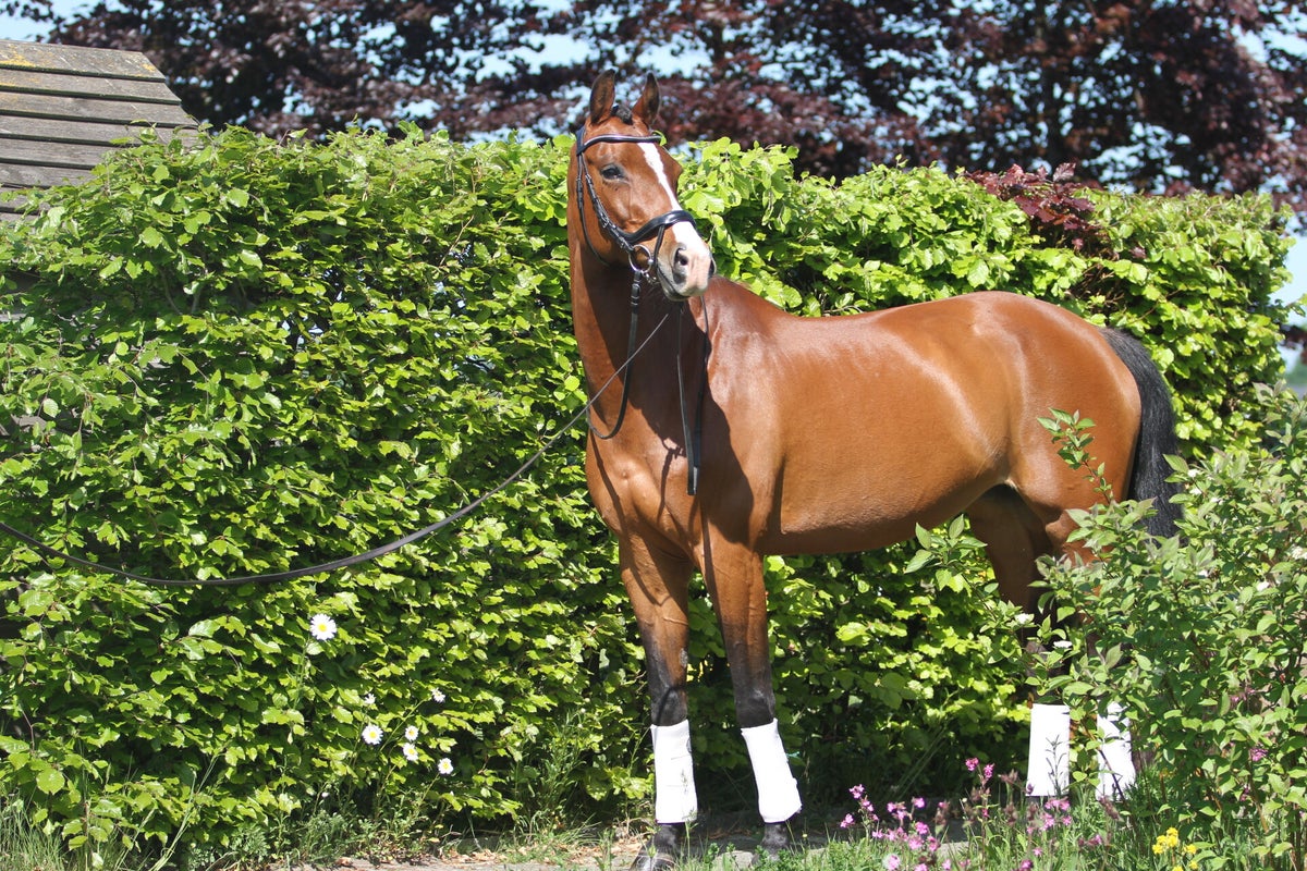 Dat gun je toch ieder paard / Blog | No-nonsense en Co