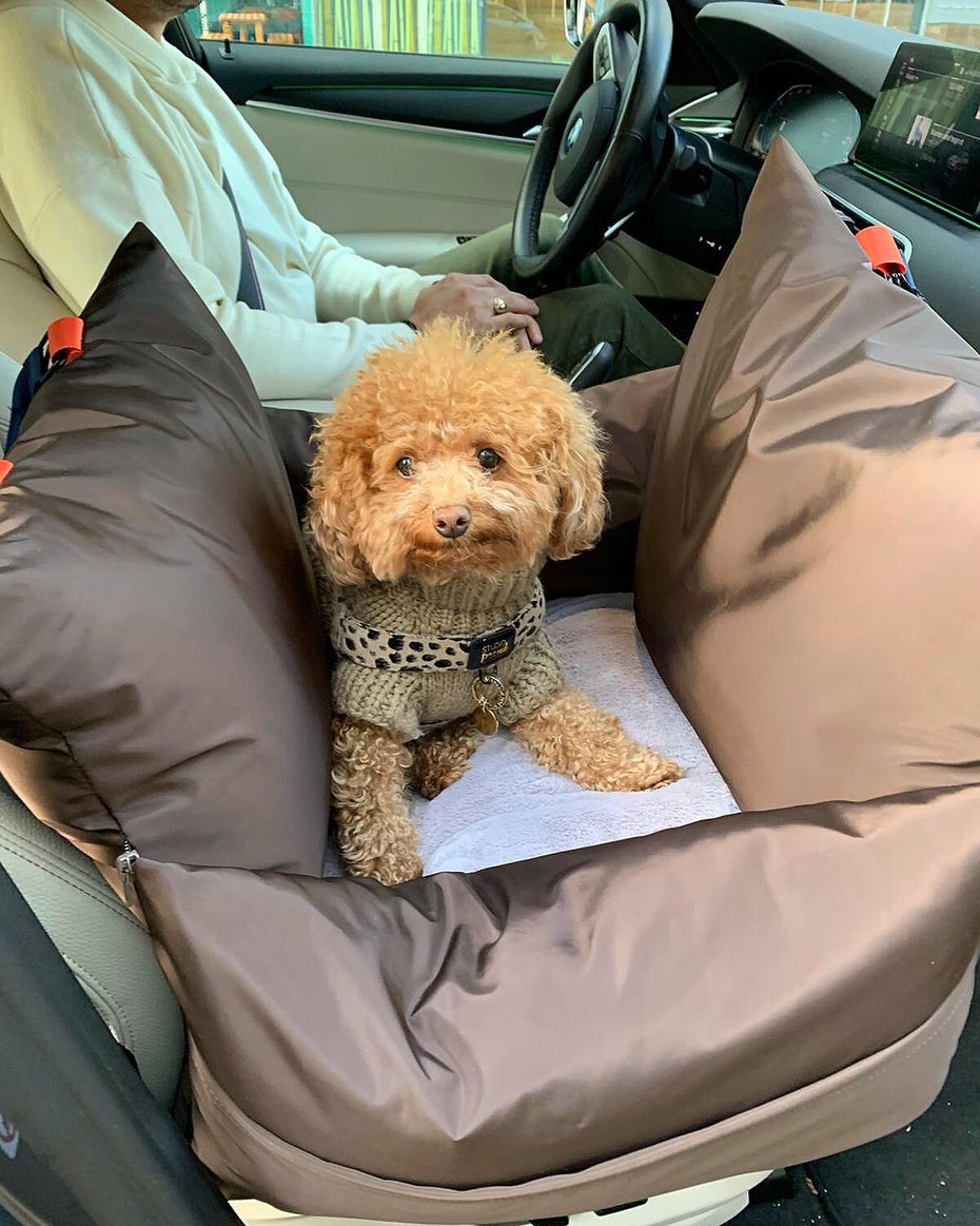 Are Bumps On Poodles Common