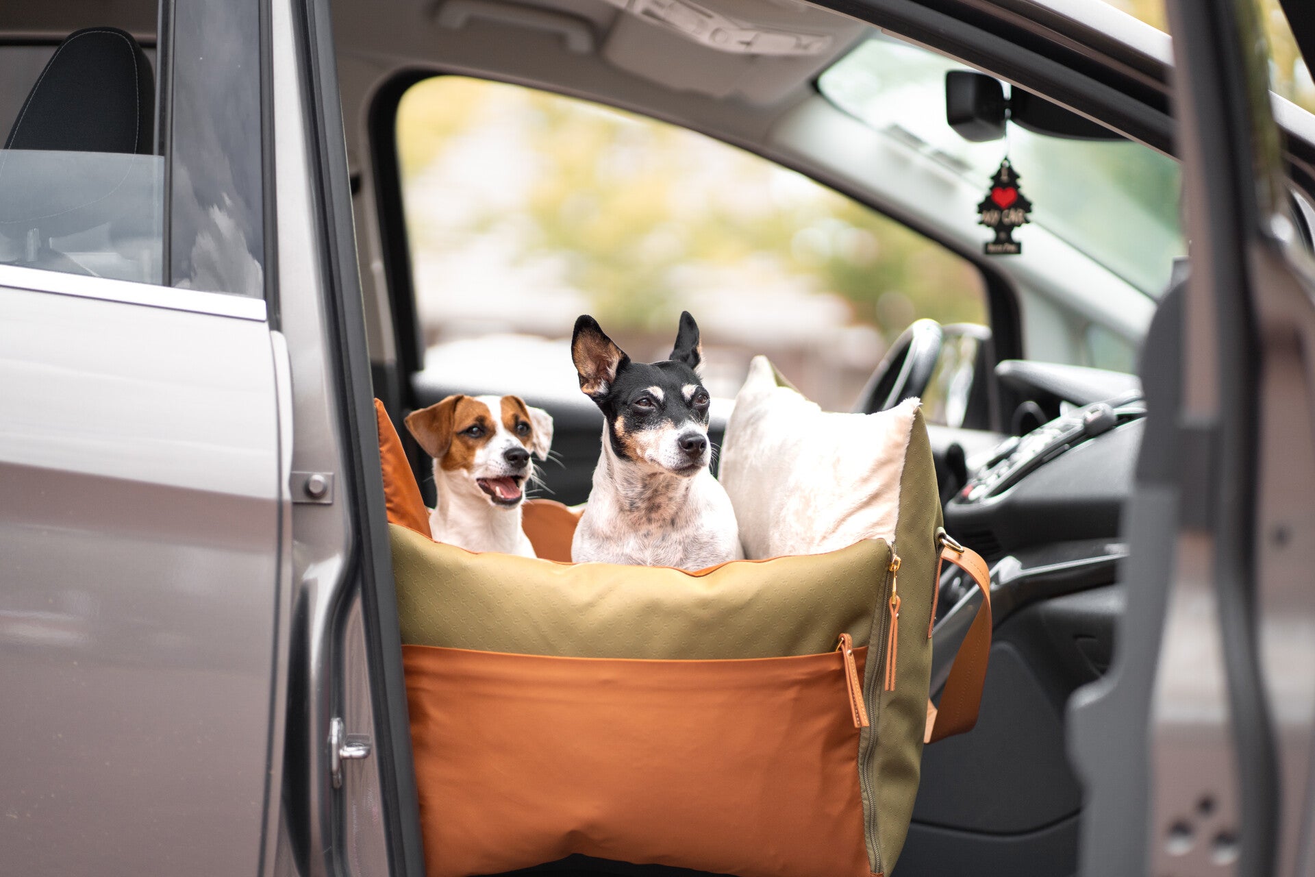 Rules & Requirements: Travelling in Europe With a Dog