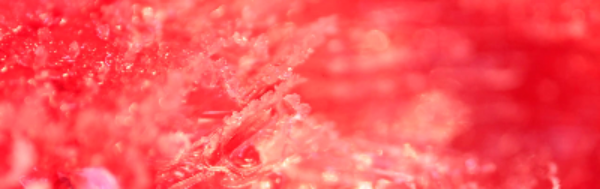 SCP-009 | The Foundation Database