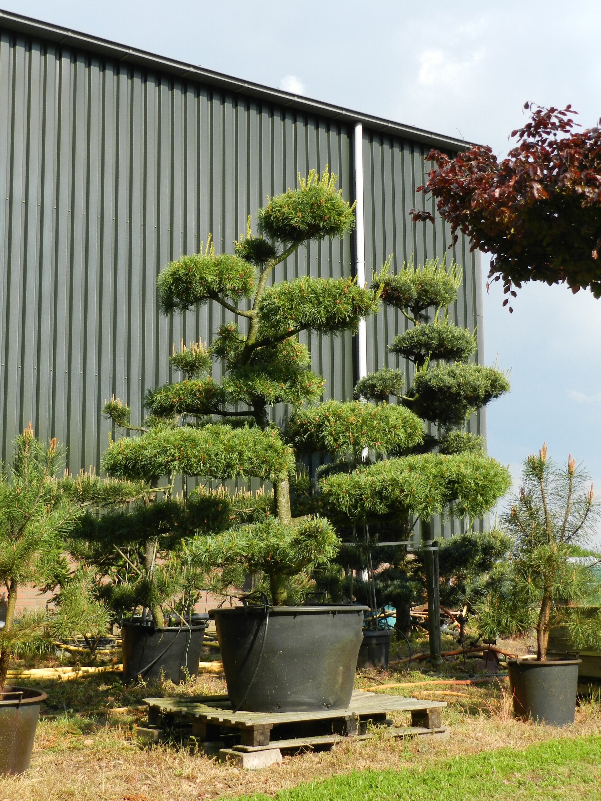 Pinus parviflora / Onze Niwaki | Niwaki Tuinbonsai