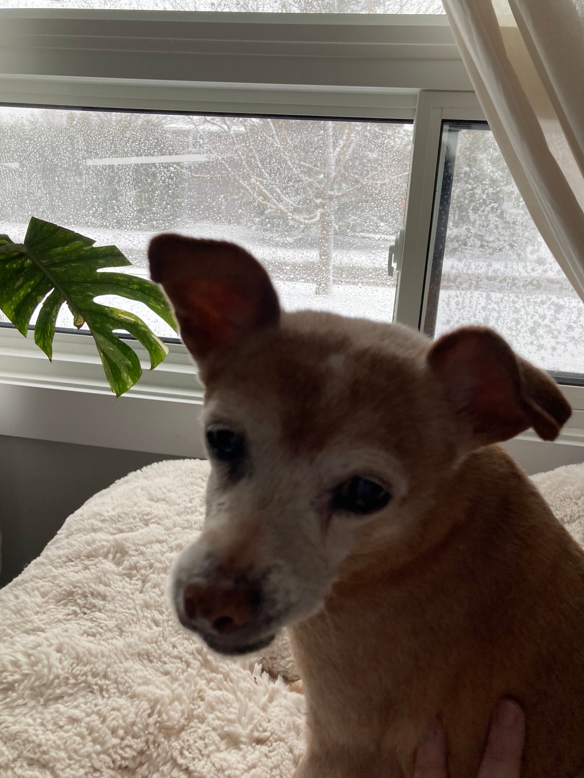 Our Services | The Pooch Masseuse