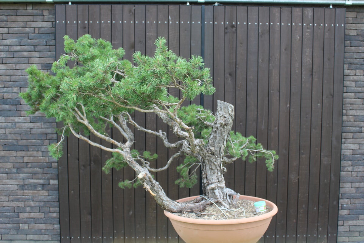 Bonsai Bomen - Bonsai Shop Everaert