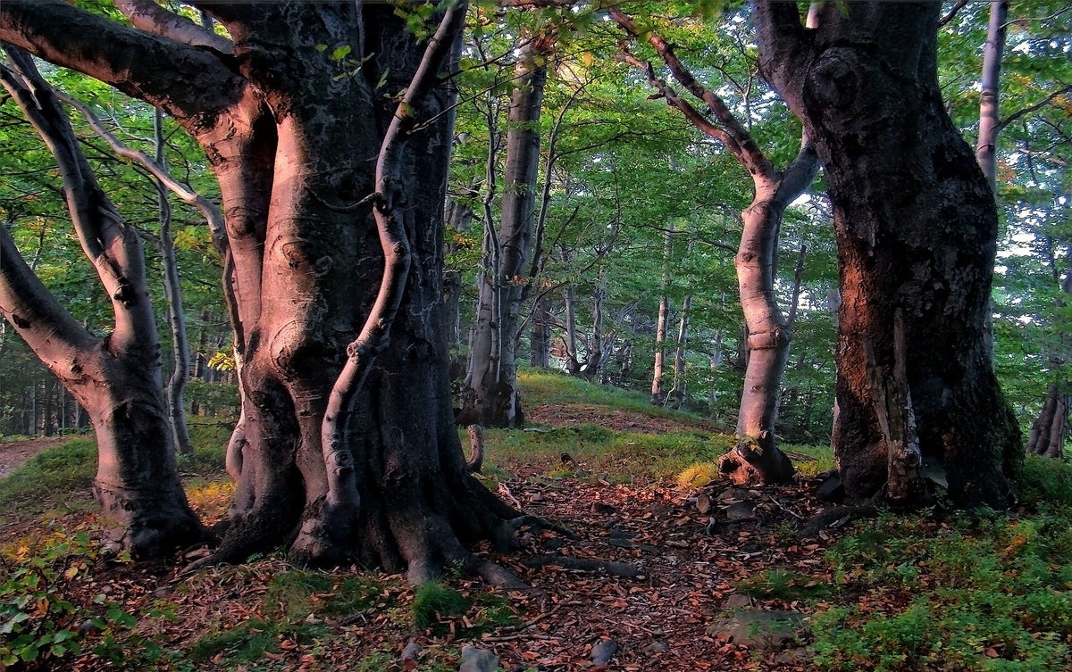 Beuk / Verhalen van Bomen / Natuursymboliek | Sheias.nl